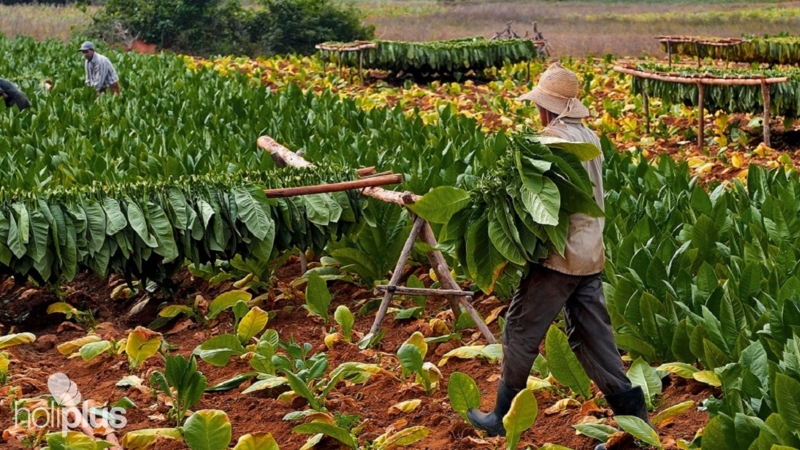 Prenotazione Tour “PINAR DEL RIO E VIÑALES IN AUTO D'EPOCA”. Partenza ...