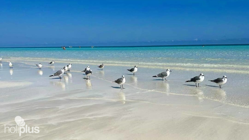 Book “JEEP SAFARI PILAR“ Tour. Departure from CAYO COCO. Gaviota Tours