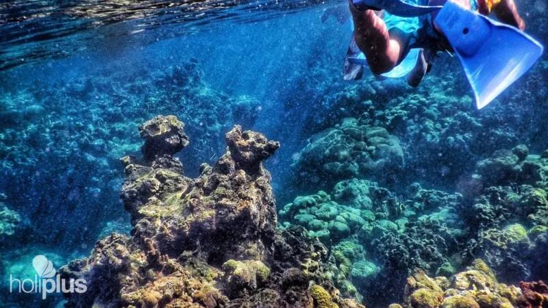 Book “SEAFARI CAYO BLANCO SUPERPLUS PREMIUM” Tour (includes swimming and interactive contact ...