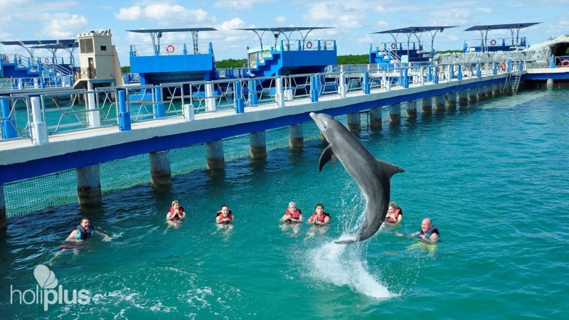 Book “DOLPHIN SHOW AT THE DOLPHINARIUM IN CAYO SANTA MARIA“ Tour ...