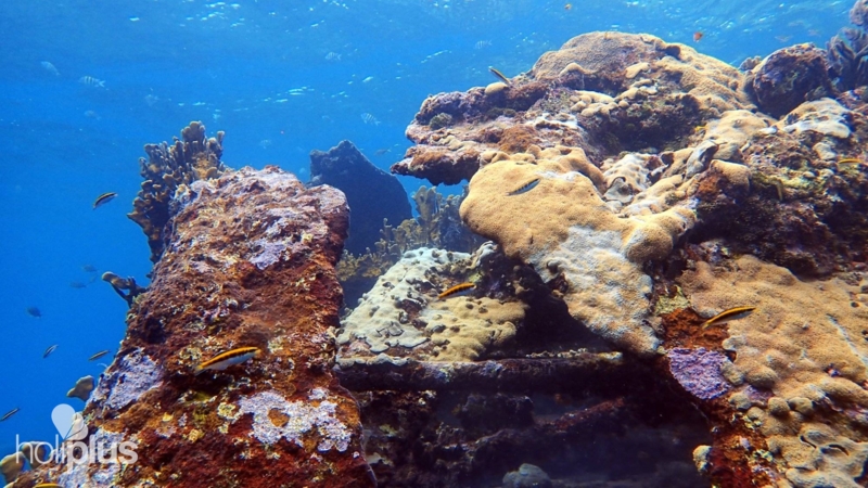 Book “SCUBA DIVING IN SANTIAGO DE CUBA” Tour. Departure from SANTIAGO ...