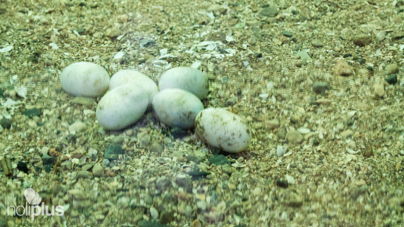 Book "VISIT TO THE RIO MAXIMO CROCODILE FARM" Tour. Departure from ...