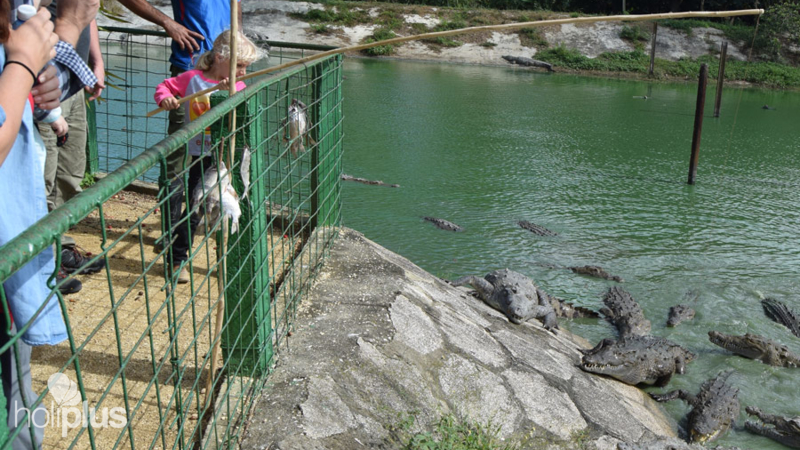 Book "VISIT TO THE RIO MAXIMO CROCODILE FARM" Tour. Departure from ...