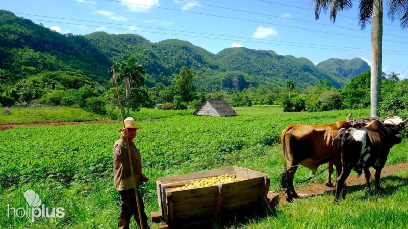Book “Visit to a Cuban Farm” Tour. Departure from VIÑALES.