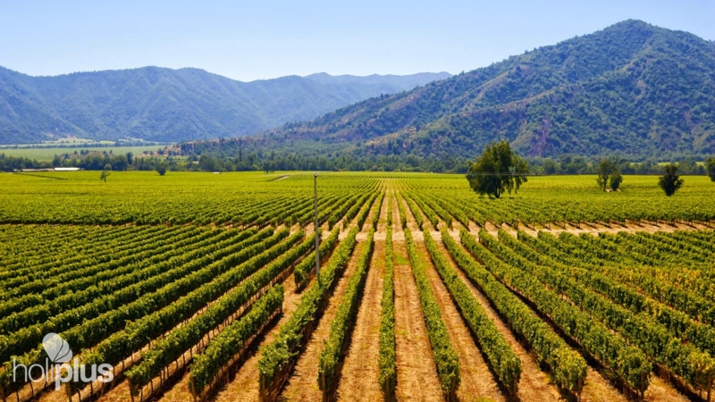 Book “MAIPO VALLEY WINE ROUTE” TOUR.. Departure from SANTIAGO.