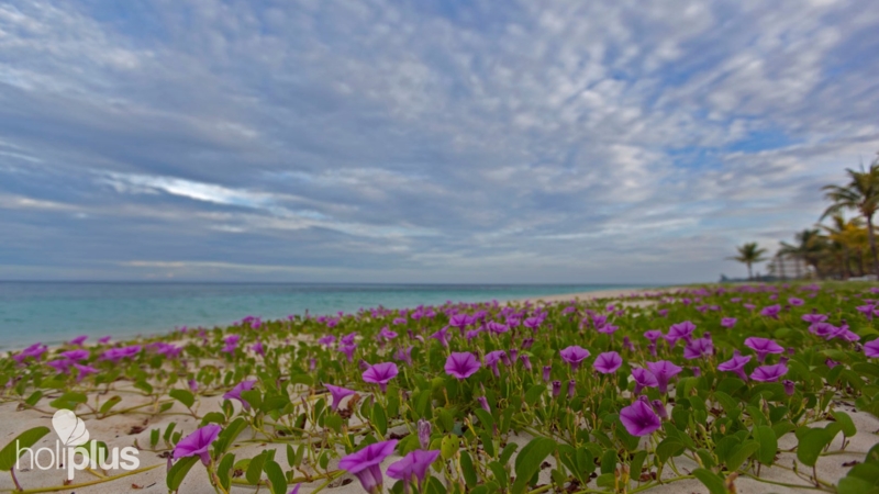 Book online Henry Morgan Hotel & Beach Resort. ROATÁN, Honduras. Images ...